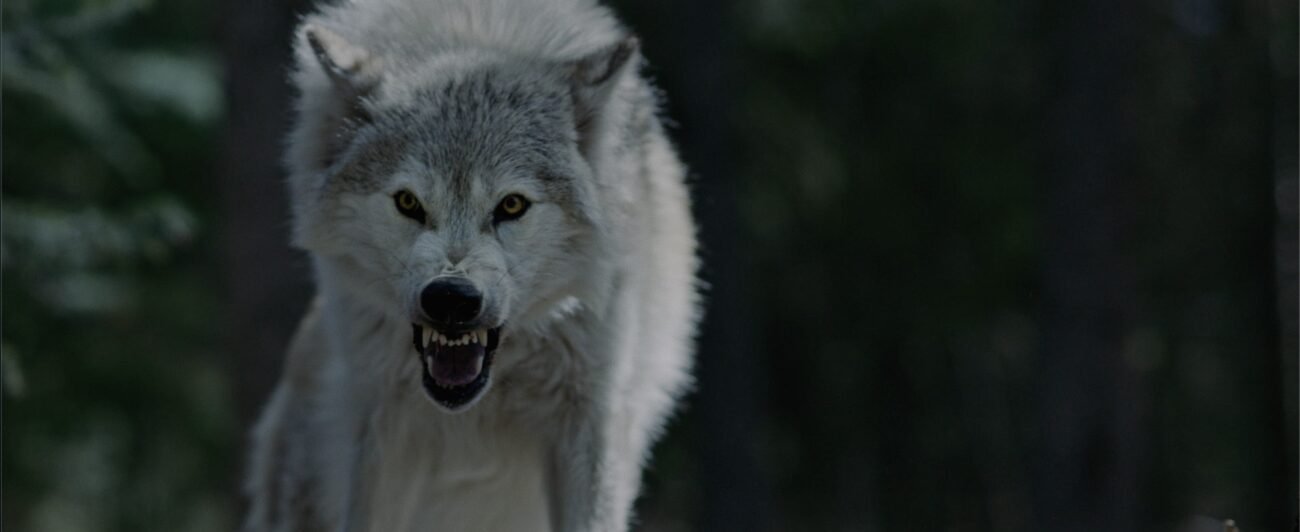 Out Come the Wolves Puts a Love Triangle in Mortal Danger | 25YL